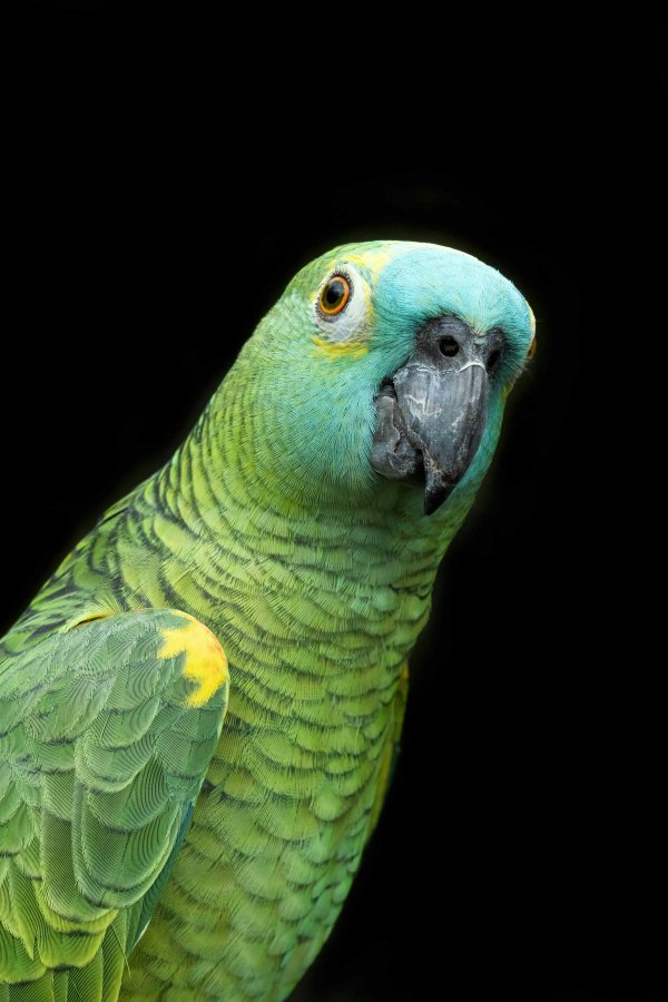 Imagedetailsuchergebnis Auf Amazonde Fur Sprechende Papageien 2022 09 01302533