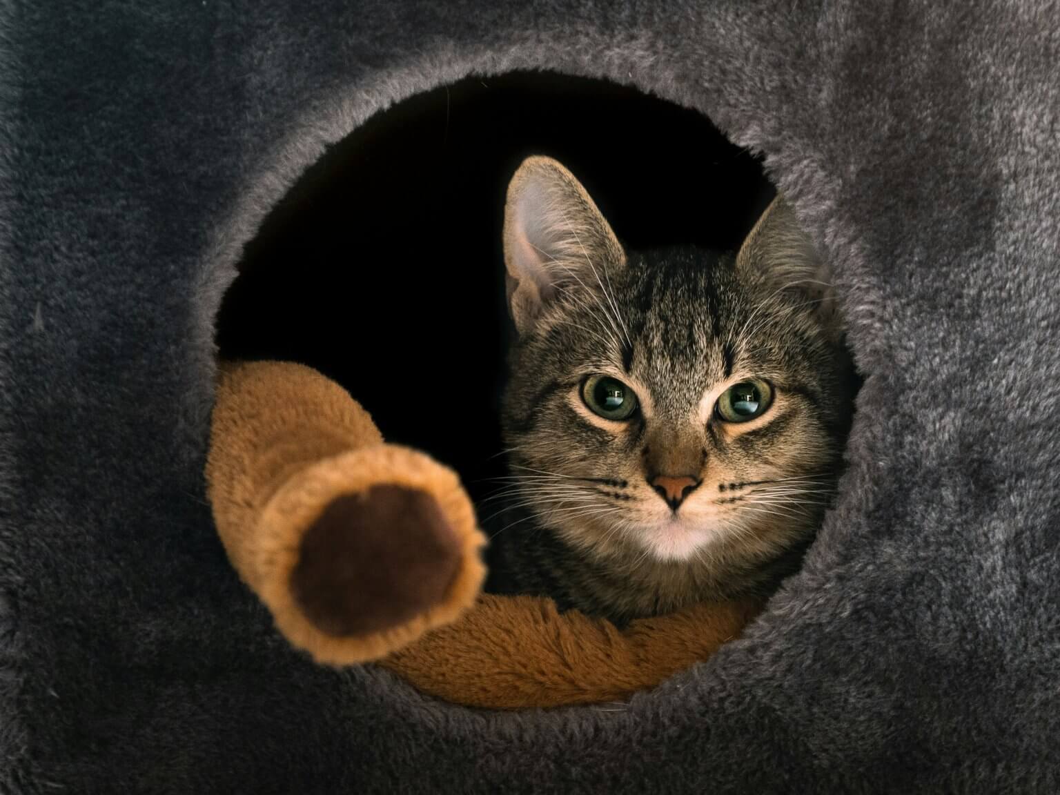 Katze Vertrauen gewinnen: Tipps für starke Beziehung