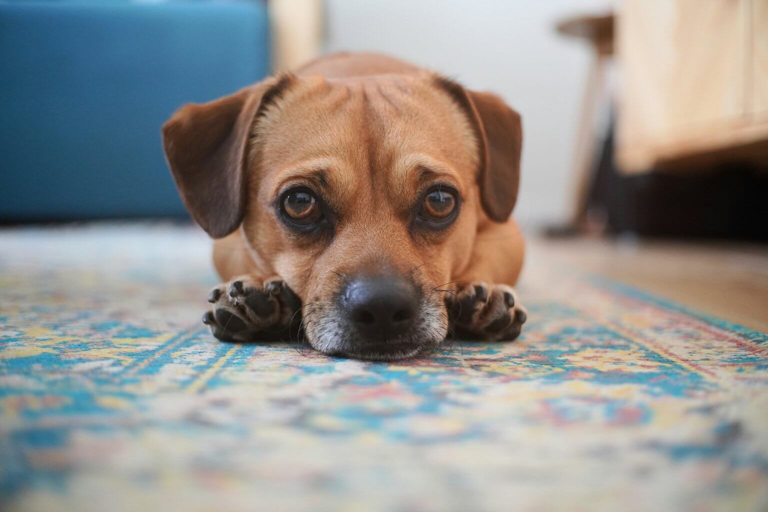 Hunde allein lassen
